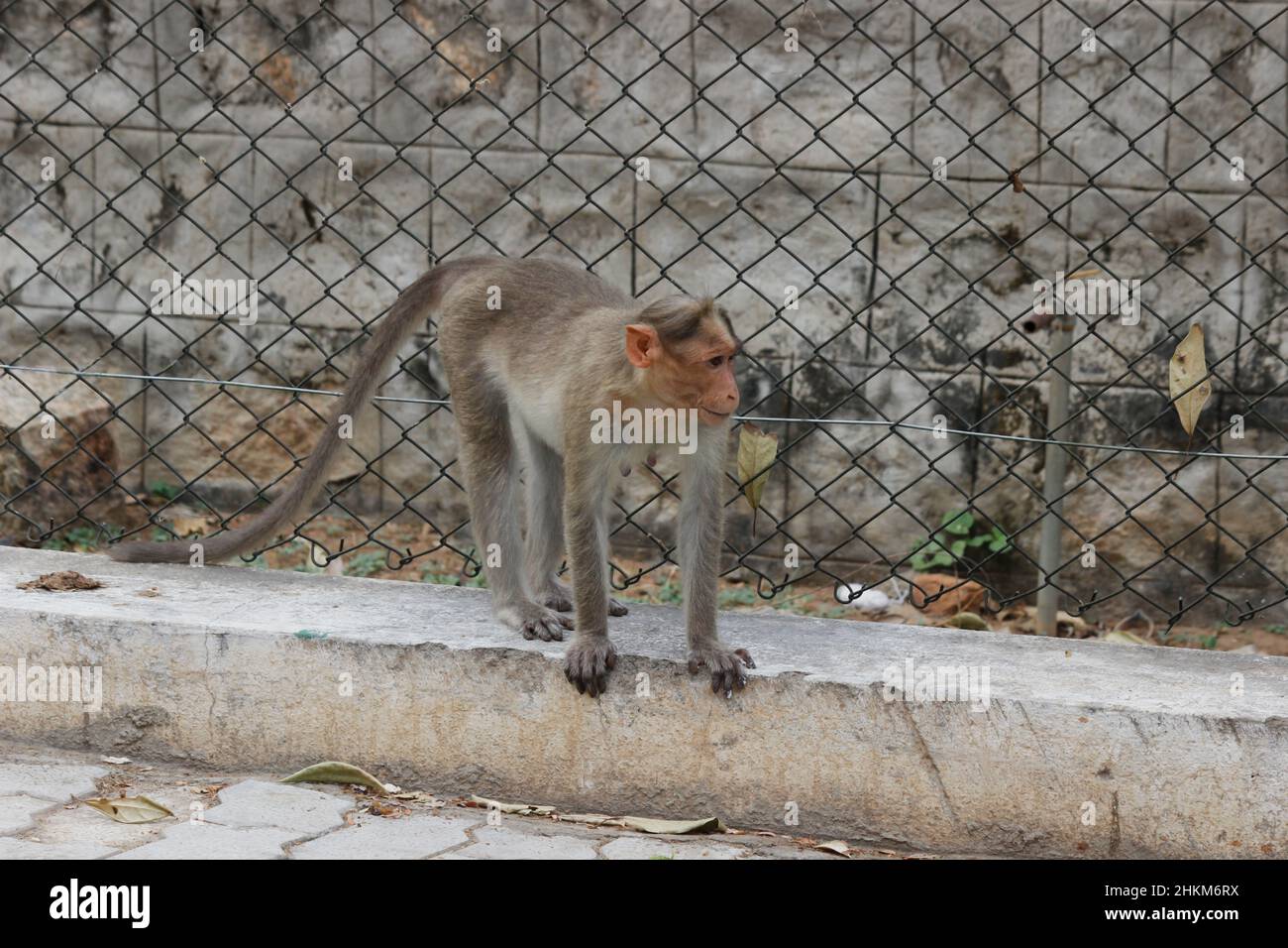 Monkeys roaming hi-res stock photography and images - Alamy