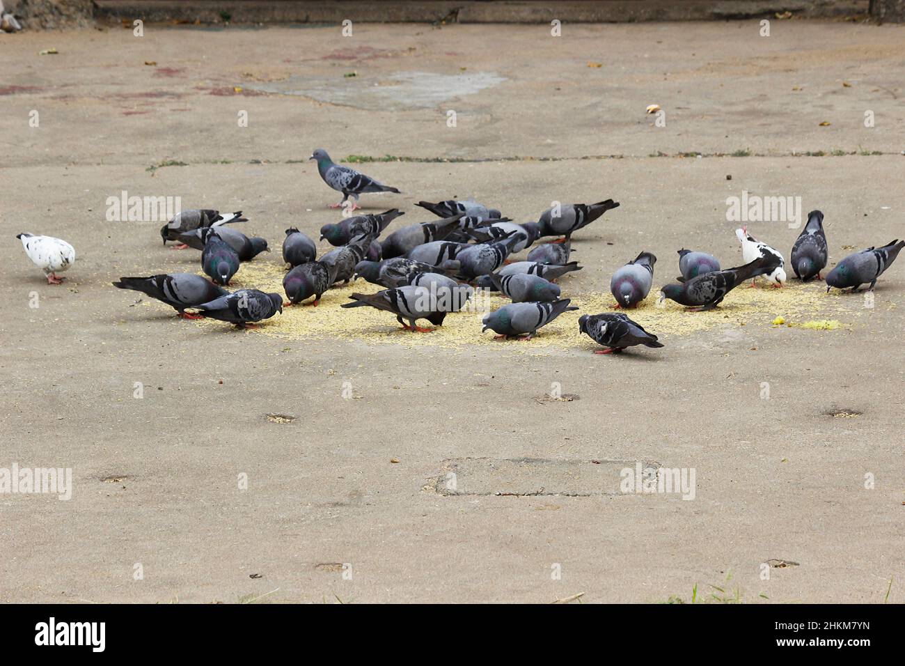 Images Of Birds Eating Grains