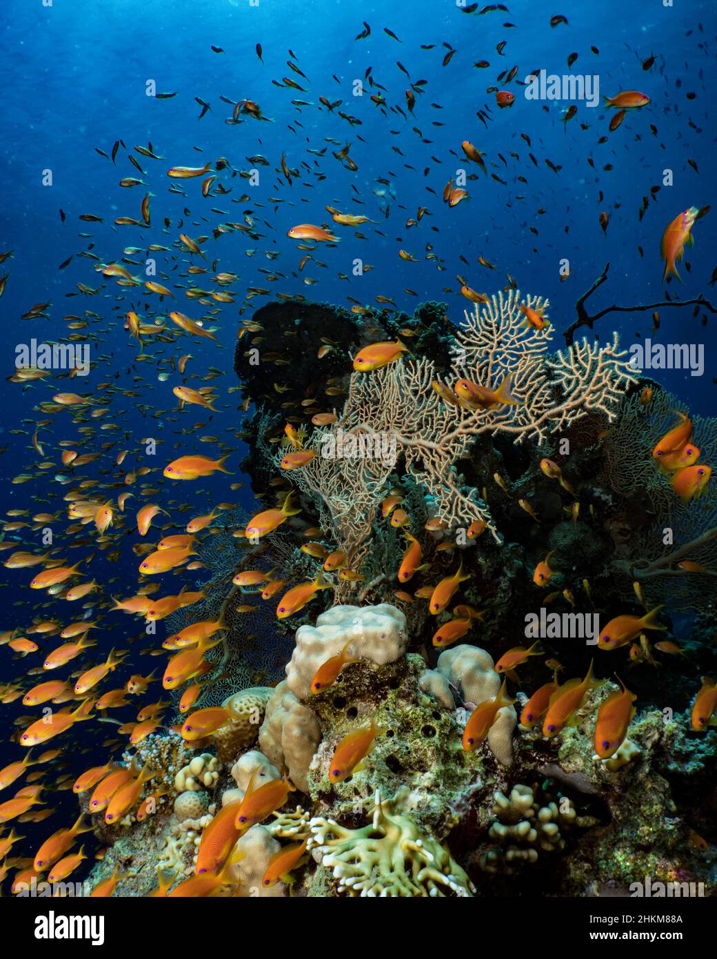 Vertical closeup of the colorful fish swimming in the coral reef Stock ...