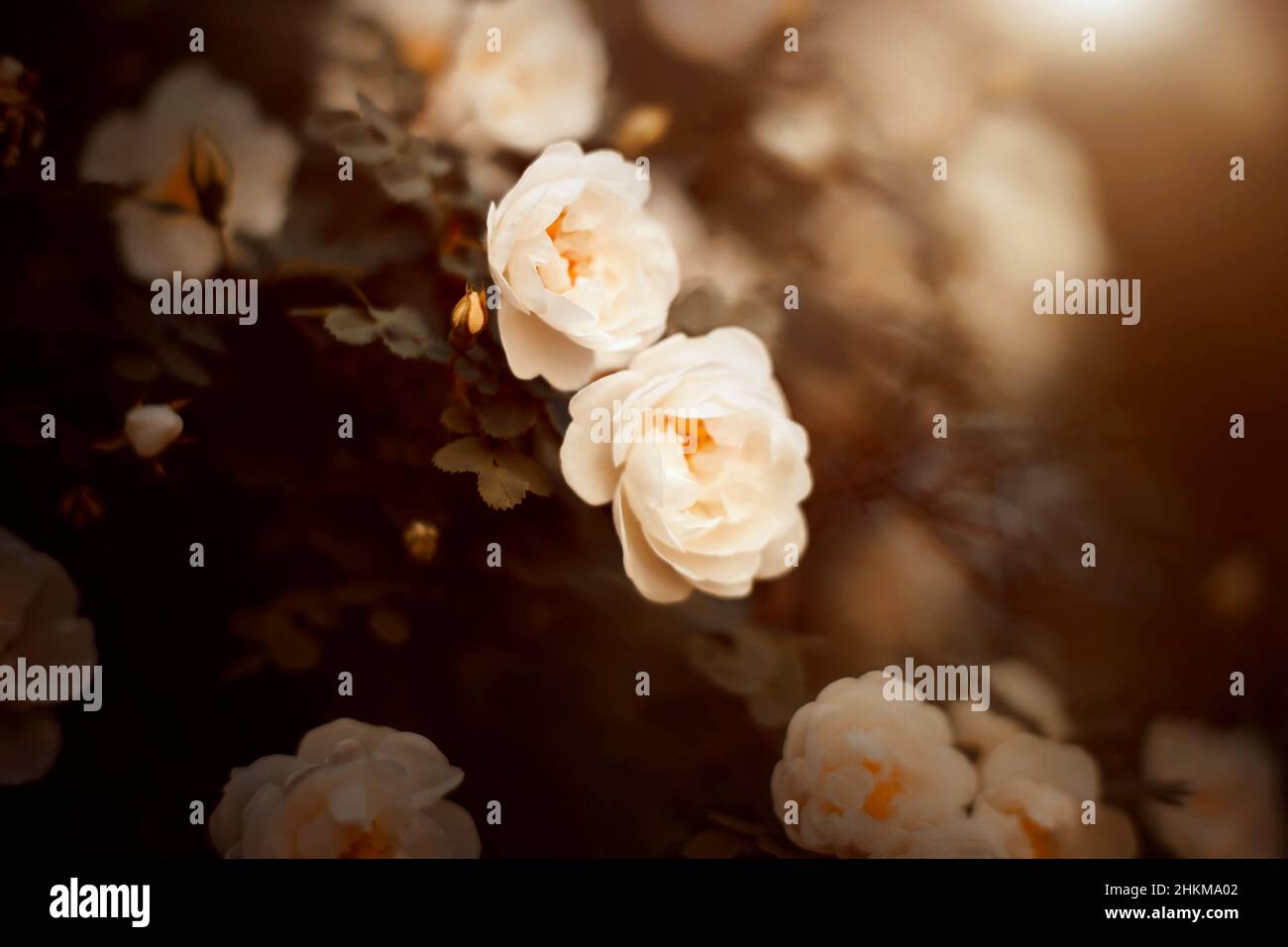 White fragrant rose hi-res stock photography and images - Alamy
