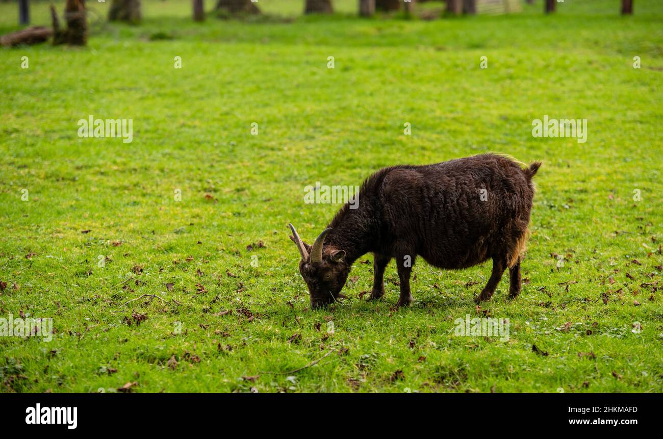 Goat on meadow eating grass hi-res stock photography and images - Alamy