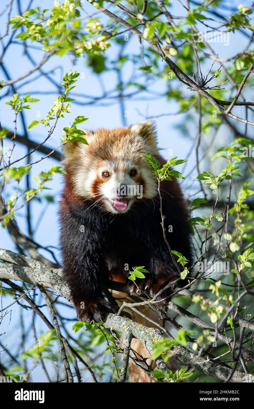Red Panda Bear, bred in captivity Stock Photo - Alamy