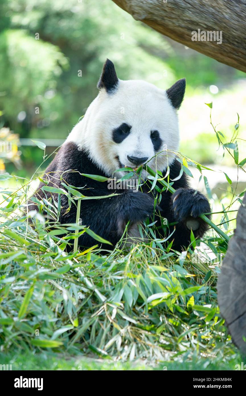 Female giant panda nature hi-res stock photography and images - Alamy
