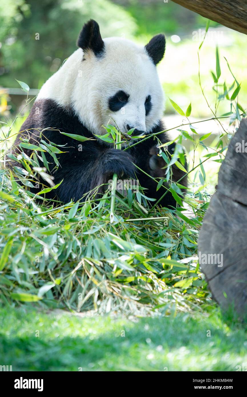 Panda bear, bred in captivity Stock Photo - Alamy
