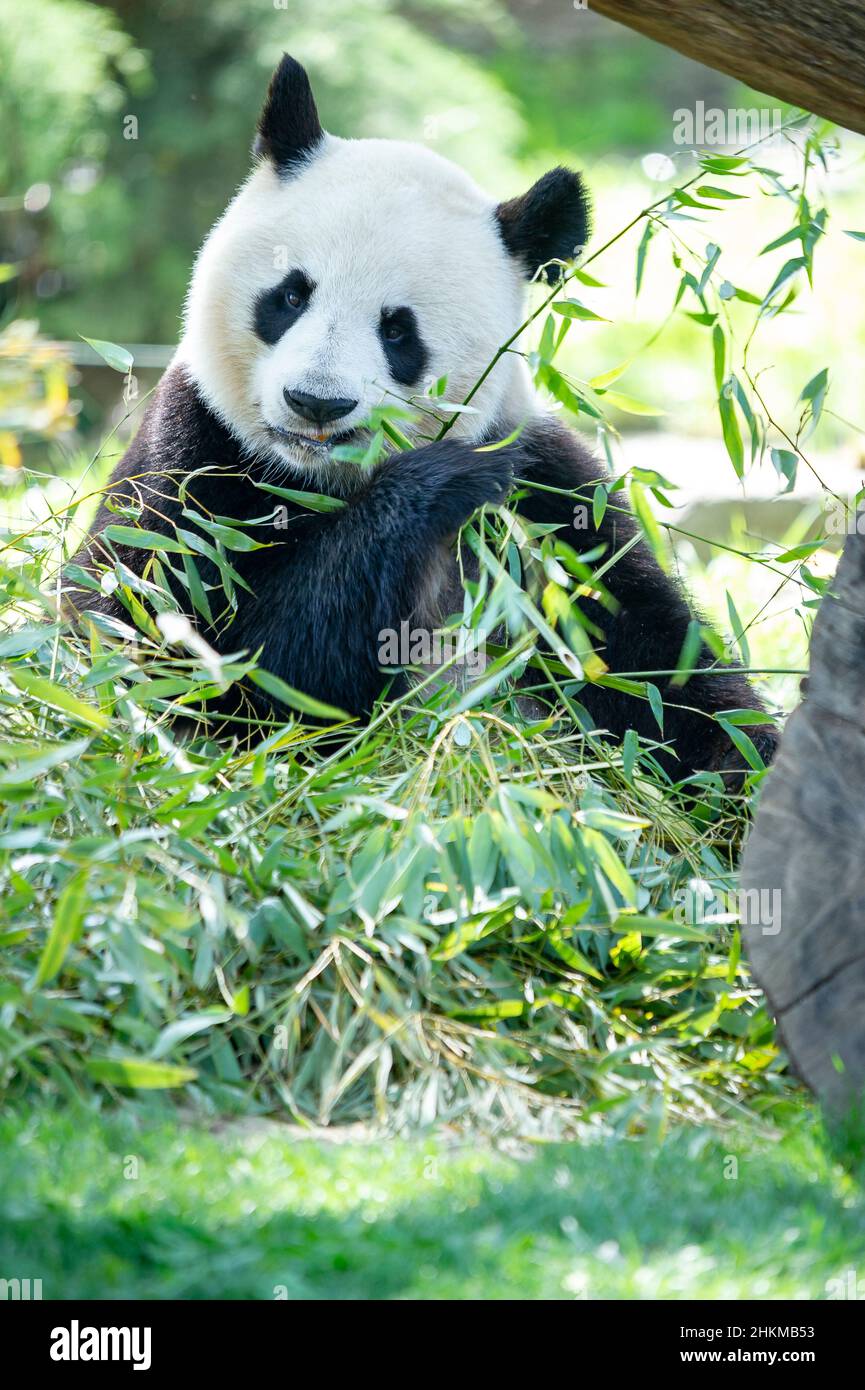 Panda bear, bred in captivity Stock Photo - Alamy