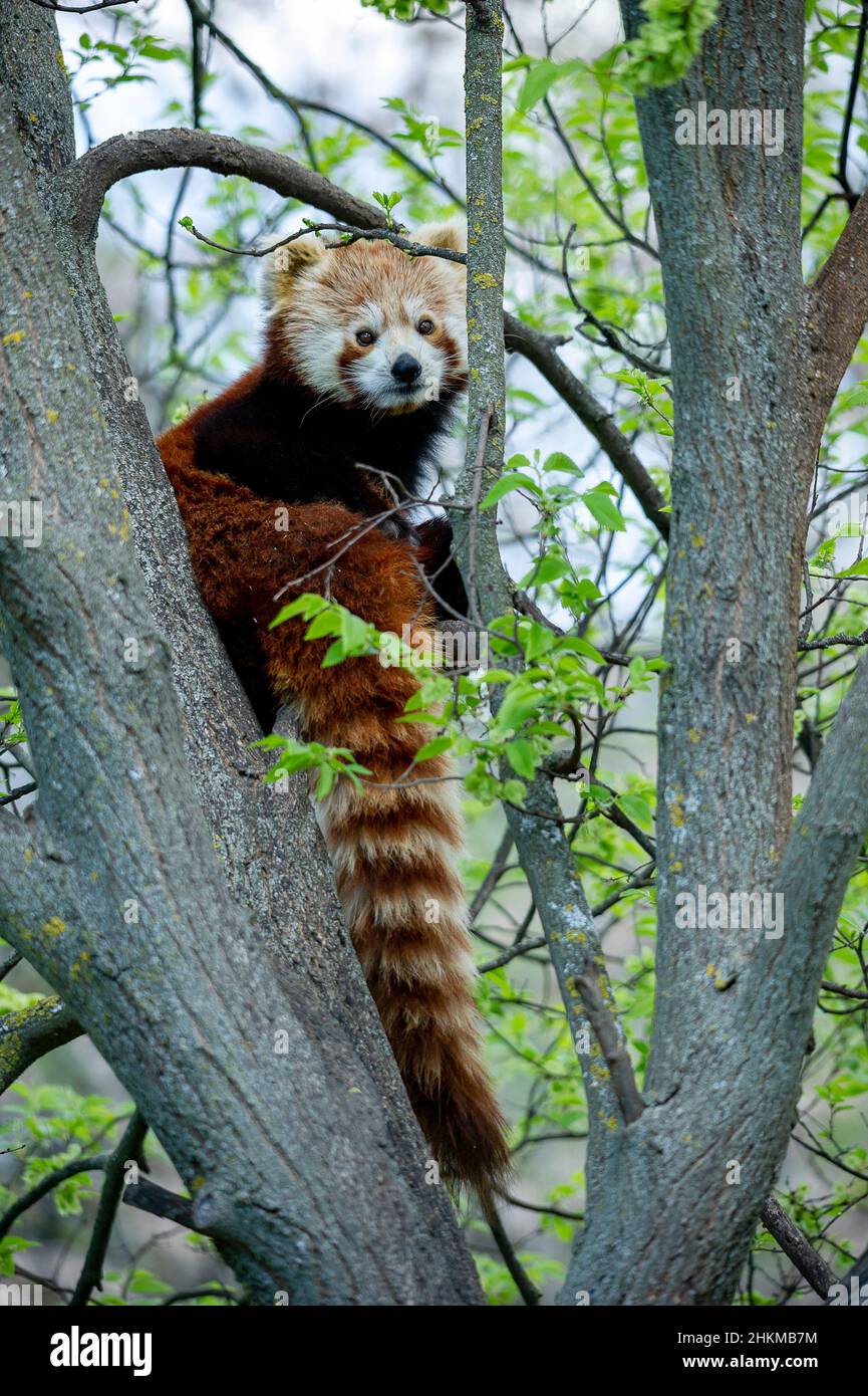 Red Panda Bear, bred in captivity Stock Photo - Alamy