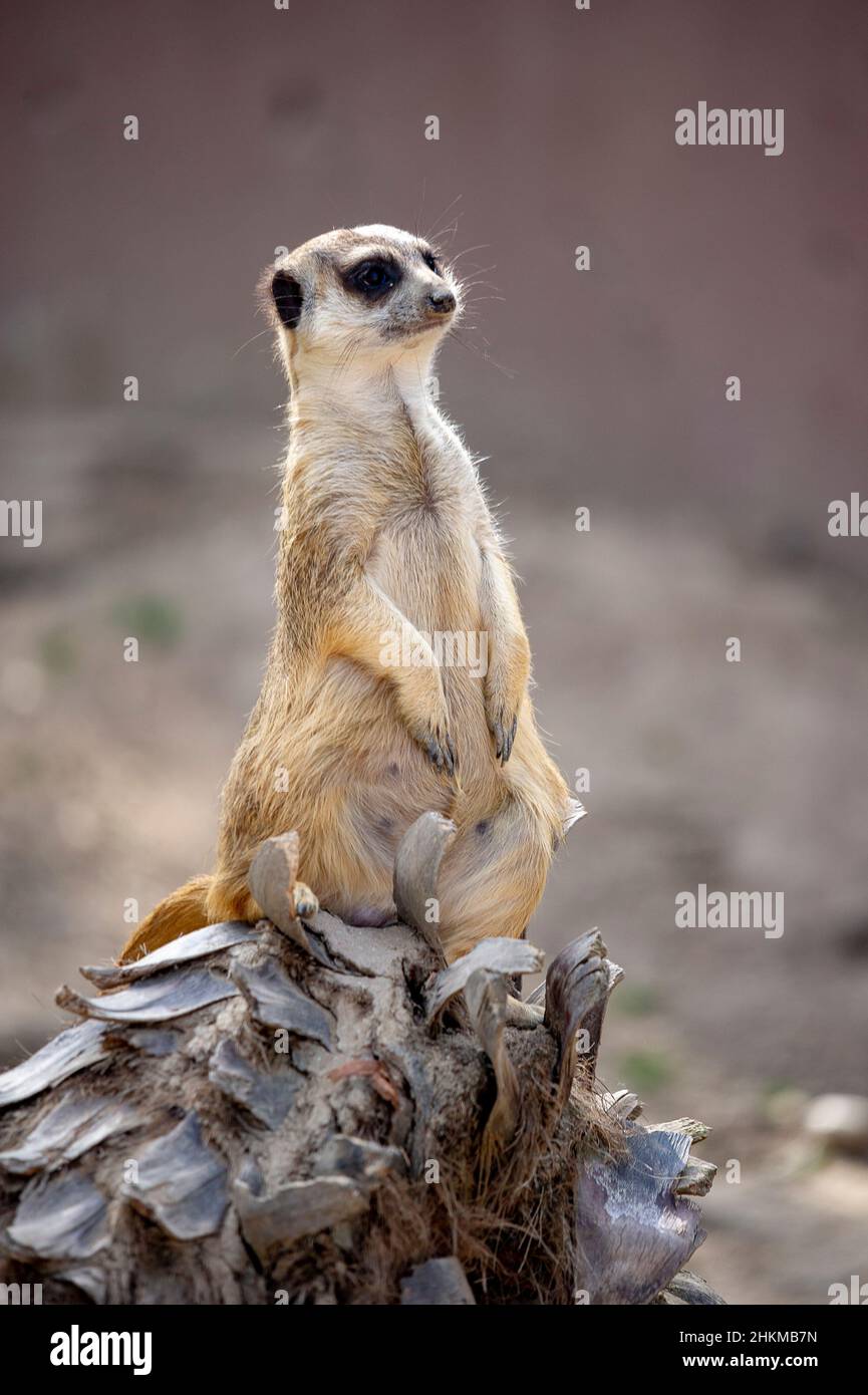 Meerkat, a species of carnivorous mammal of the Herpestidae family that ...