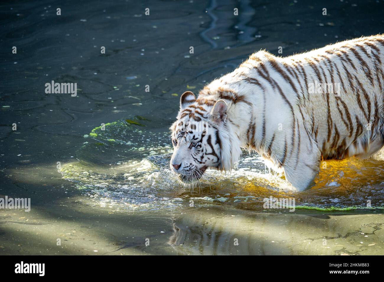 White tiger, in captivity. also known as albino tiger, it is a specimen ...