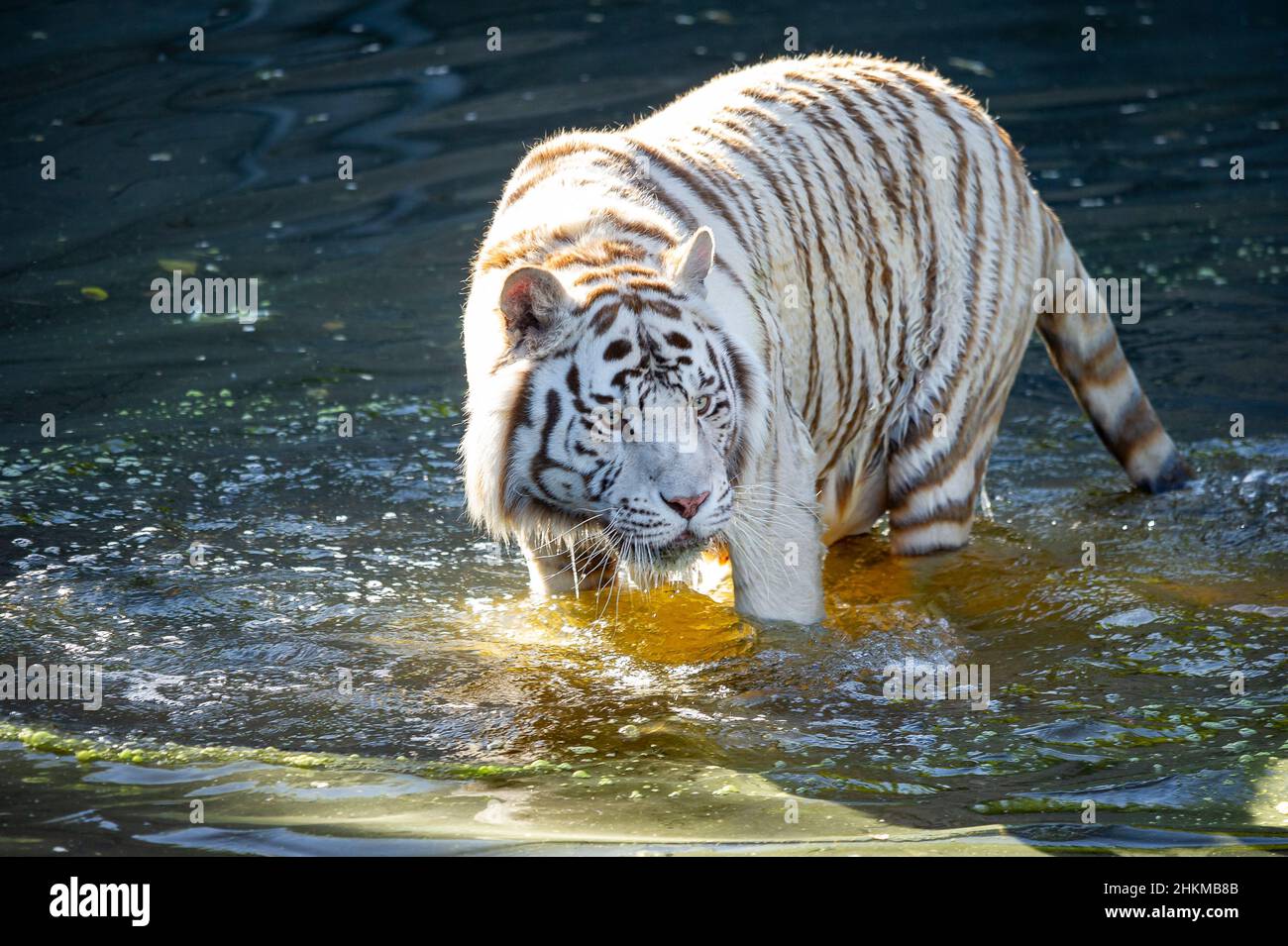 White tiger, in captivity. also known as albino tiger, it is a specimen ...