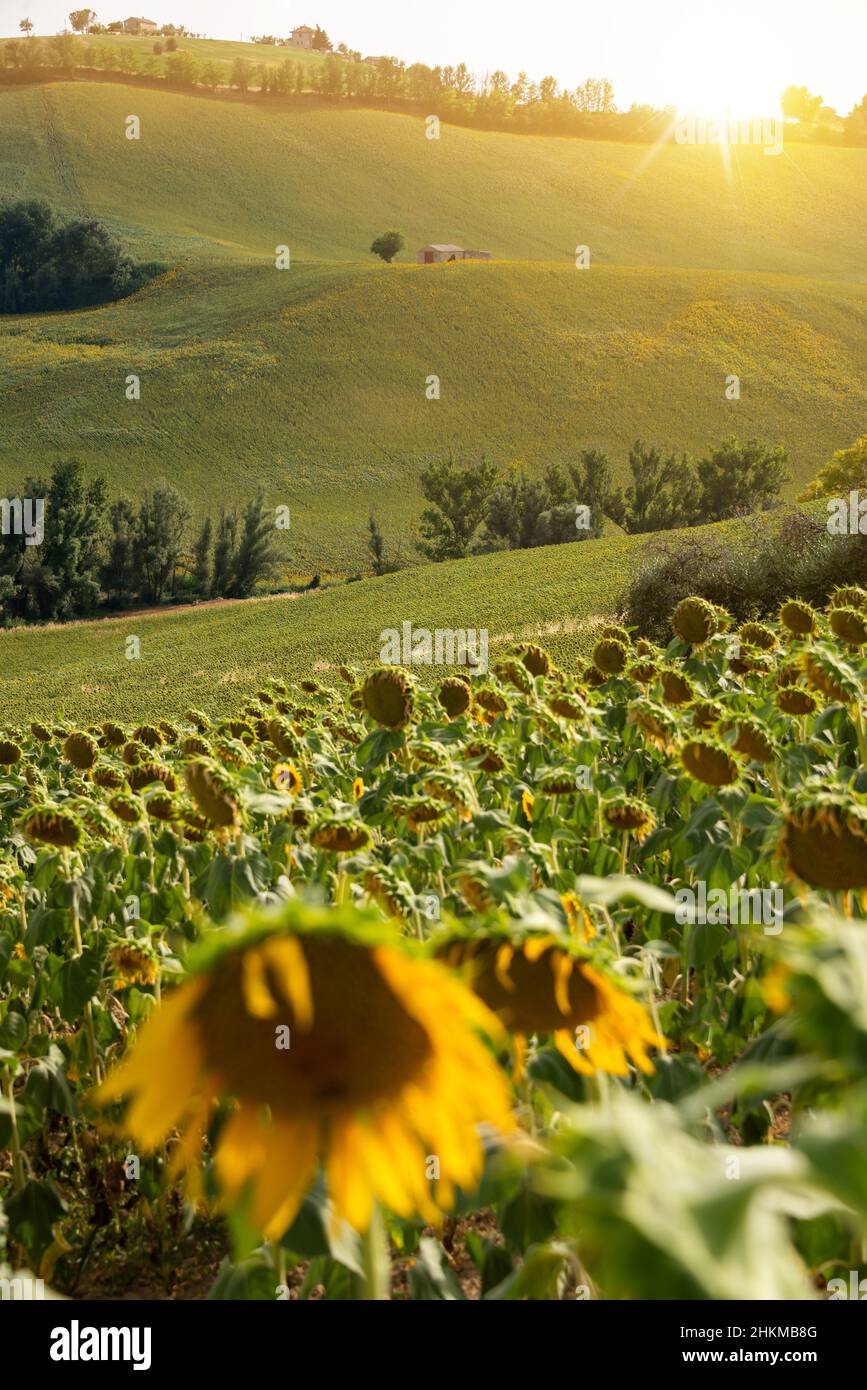Sunflower fields in countryside with an old farm house Stock Photo - Alamy