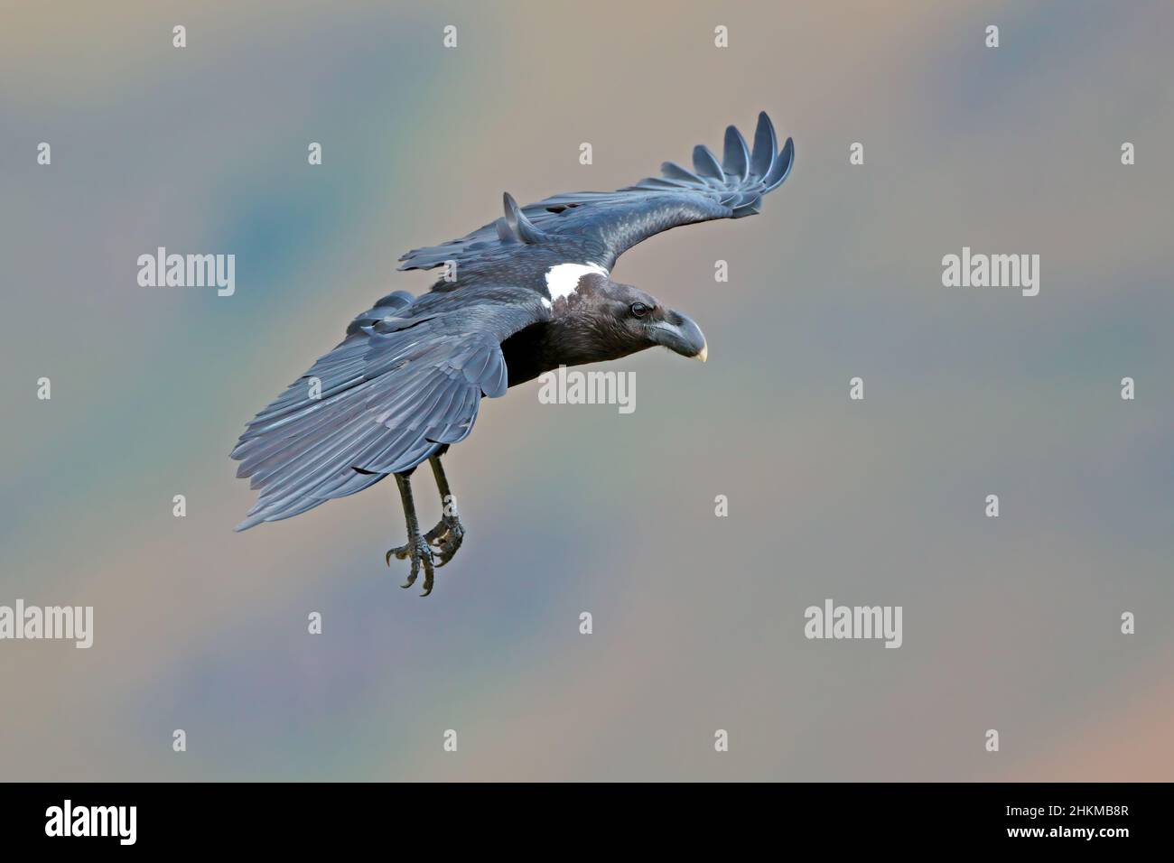 A white-necked raven (Corvus albicollis) in flight, South Africa Stock ...