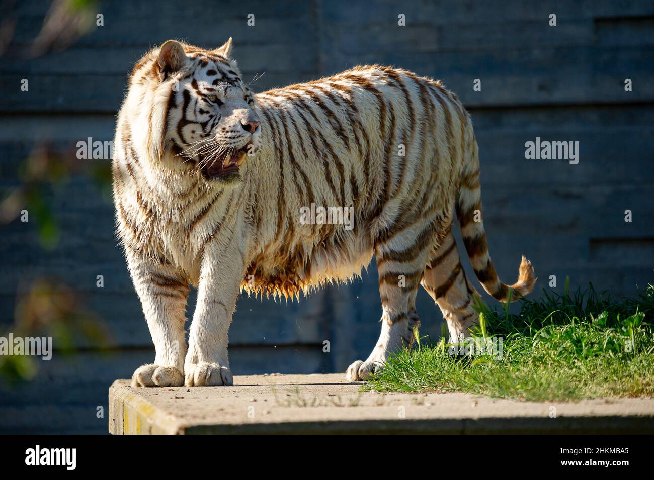 White tiger, in captivity. also known as albino tiger, it is a specimen ...