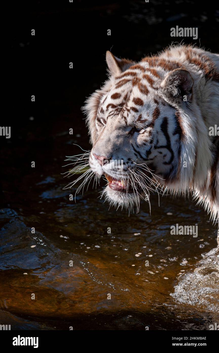 White tiger, in captivity. also known as albino tiger, it is a specimen ...