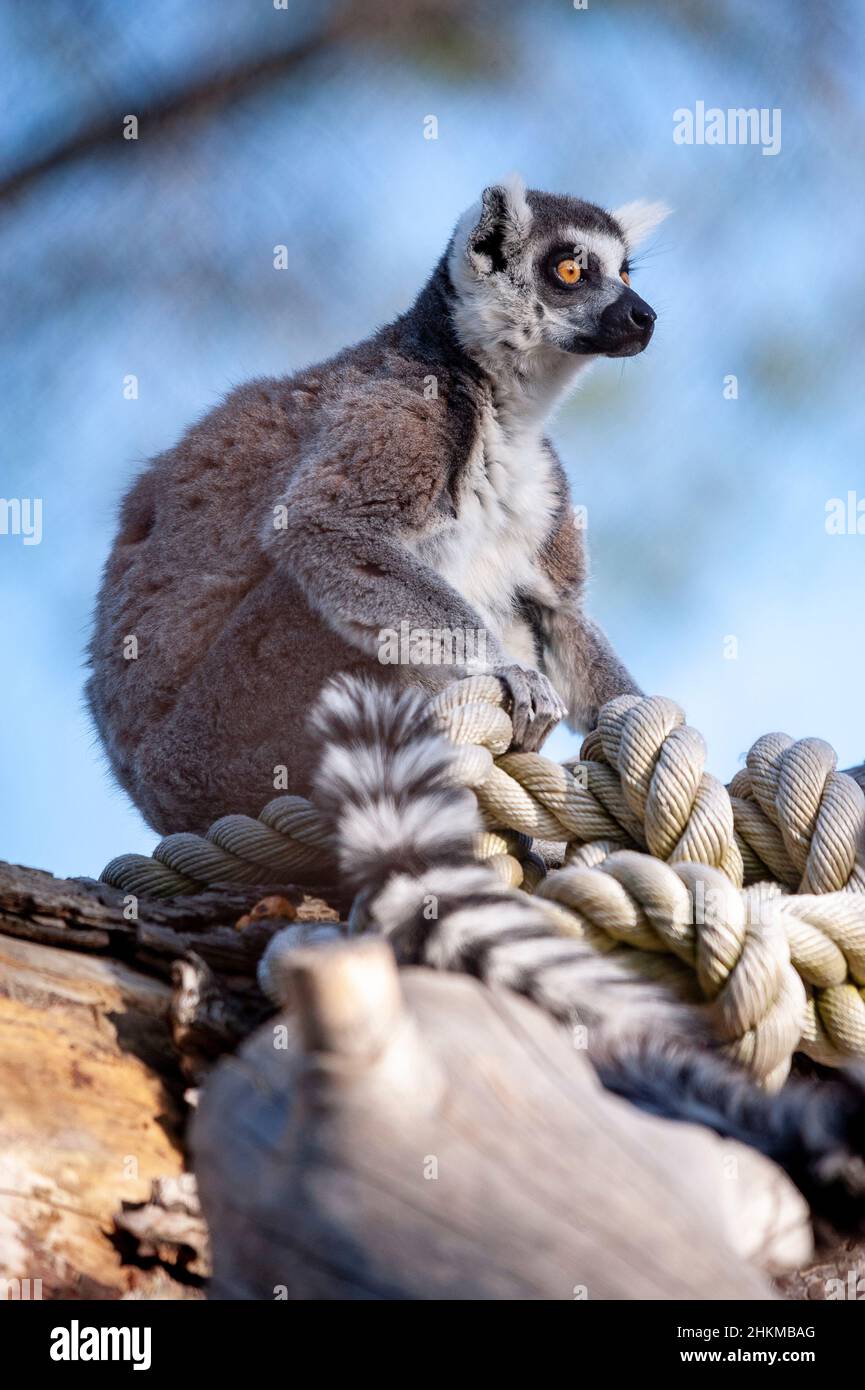 Captive-bred lemurs are a strepsirrhine primate endemic to the island ...