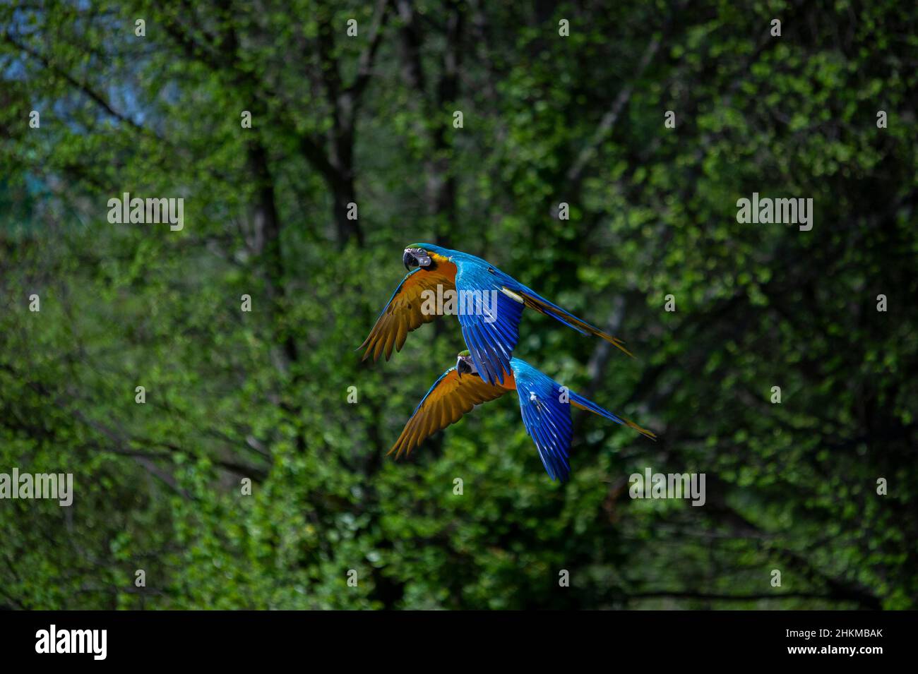 Pair of Macaws flying in captivity Stock Photo - Alamy