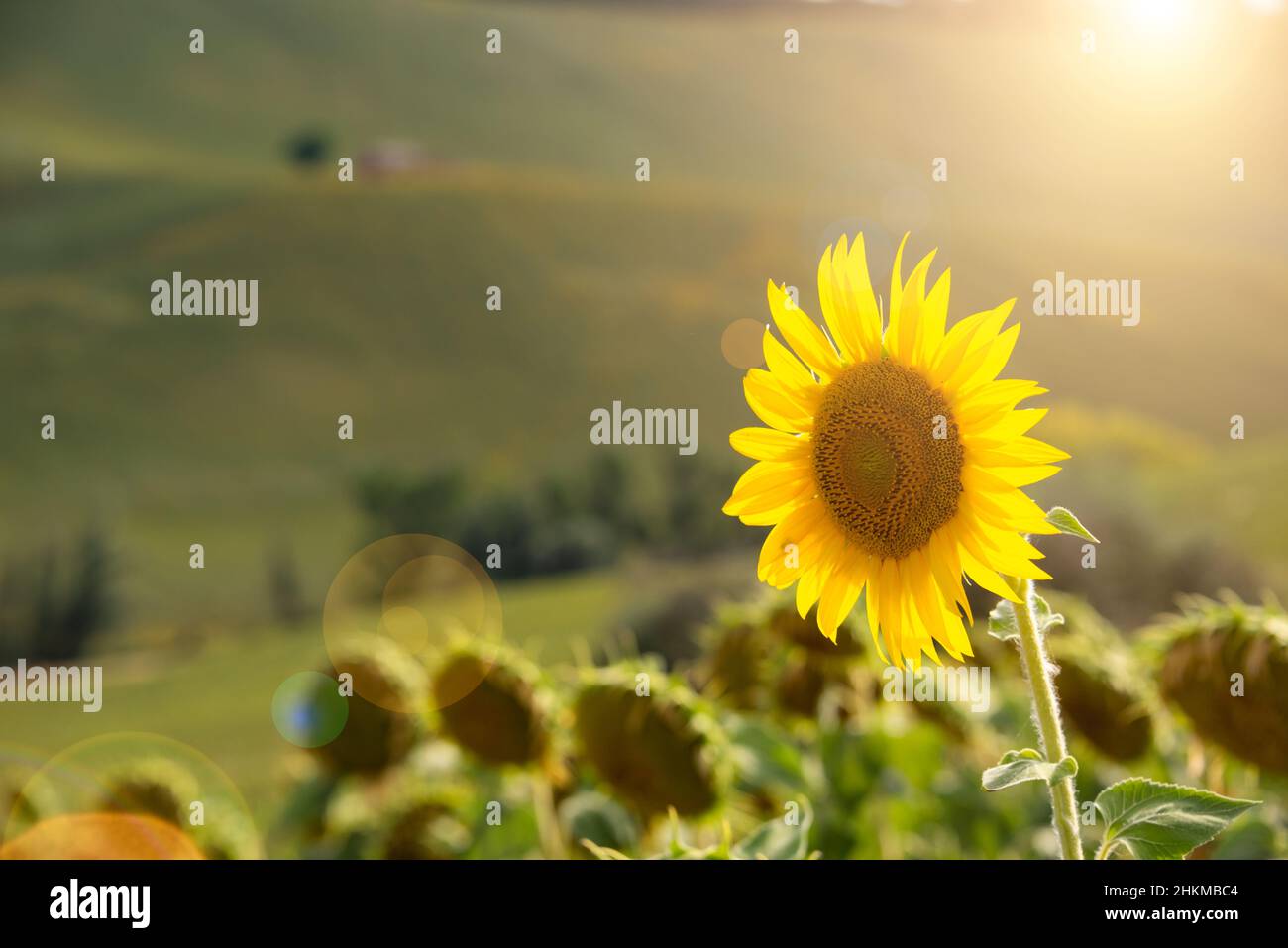 Sunflower fields in countryside with an old farm house Stock Photo - Alamy