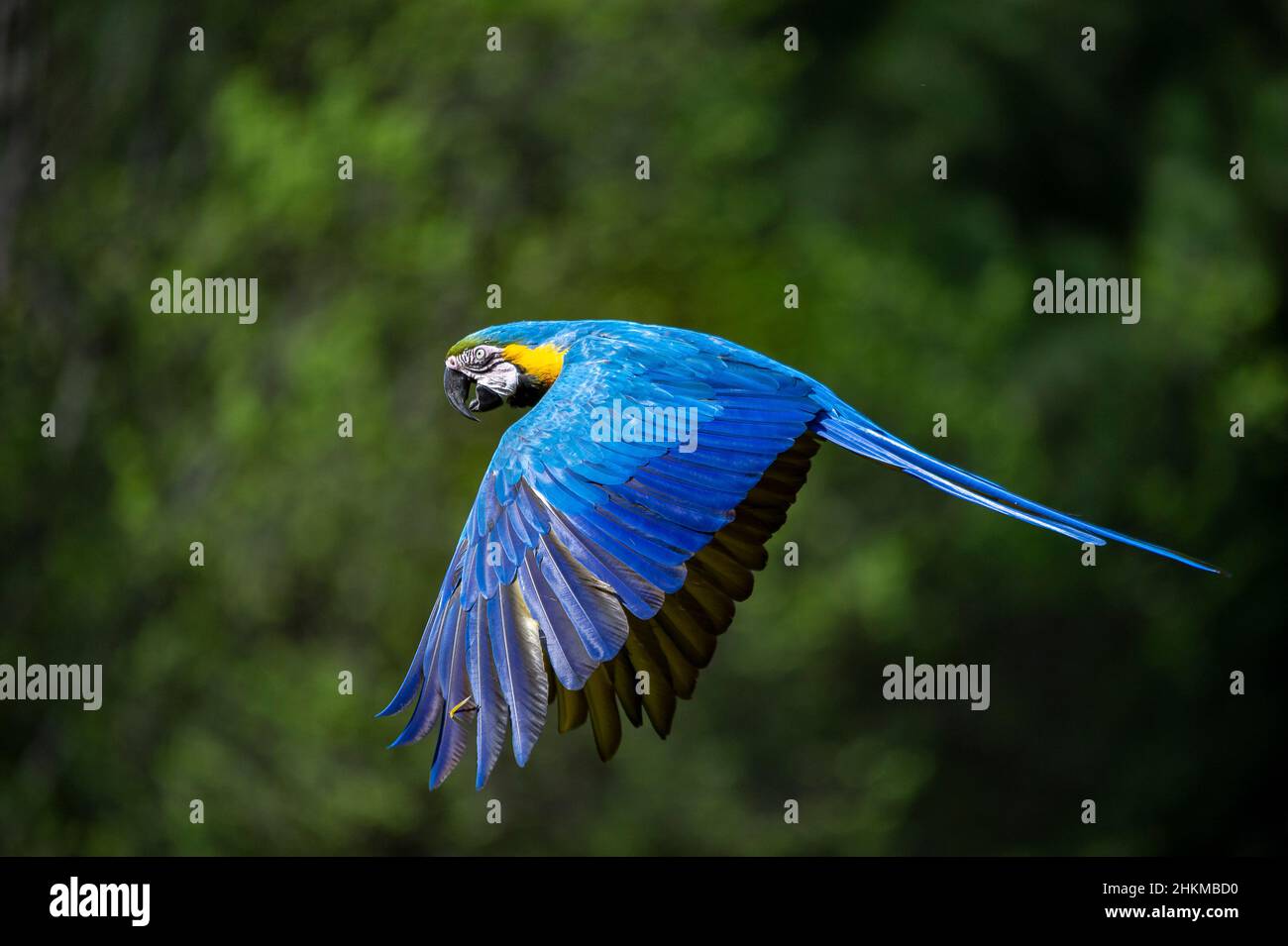 Blue Macaws flying in captivity Stock Photo - Alamy