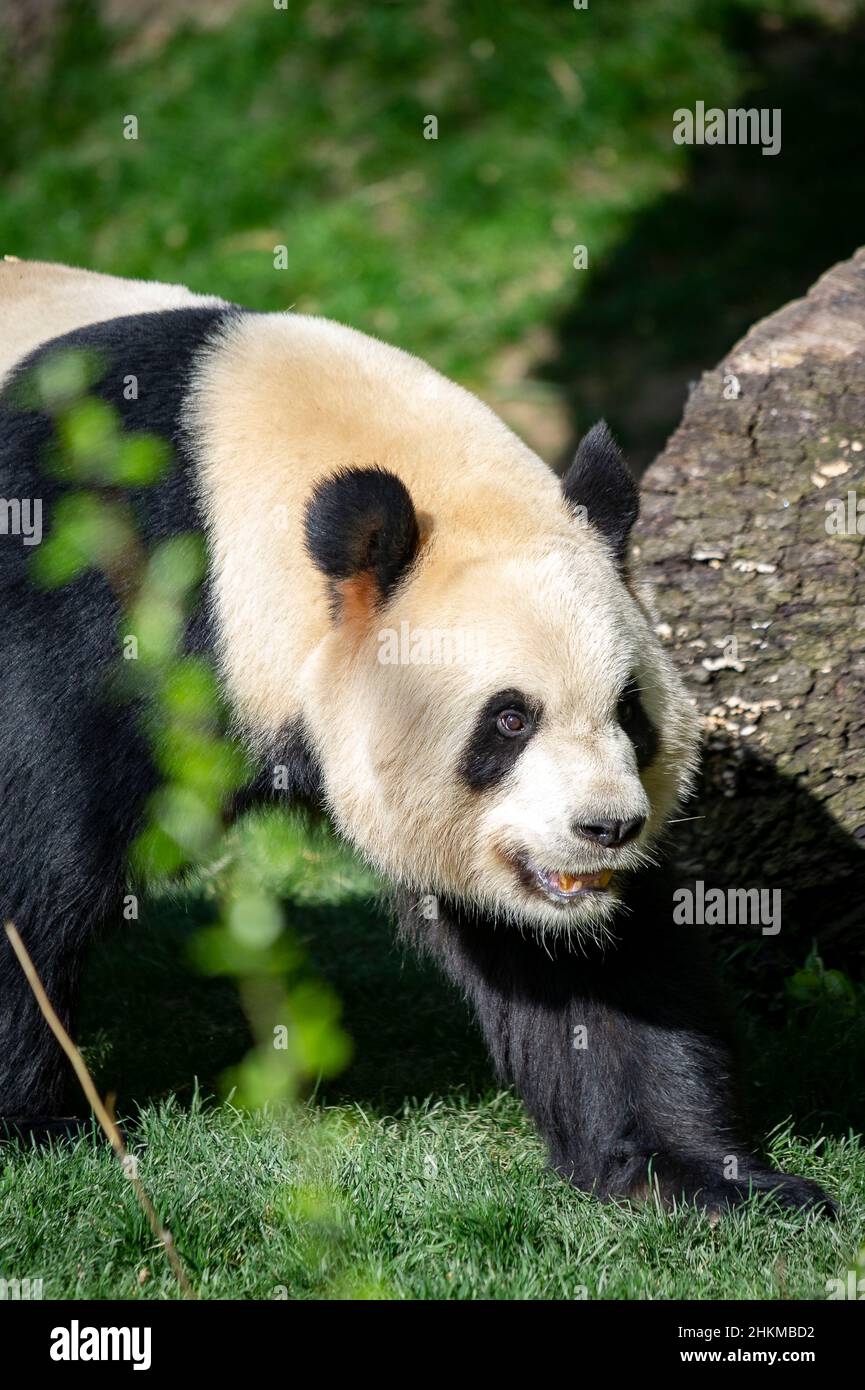 Panda bear, bred in captivity Stock Photo - Alamy