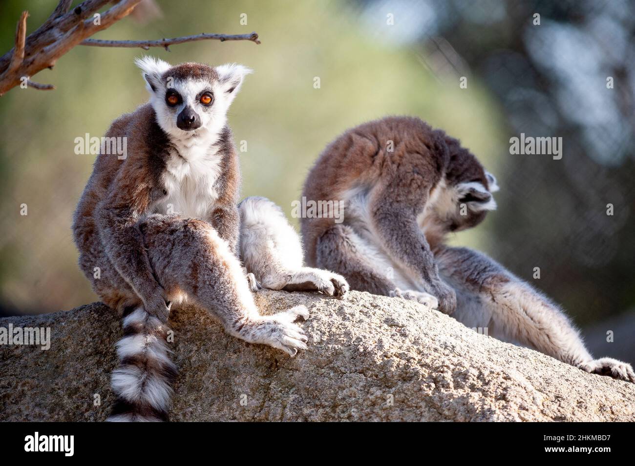 Captive-bred lemurs are a strepsirrhine primate endemic to the island ...