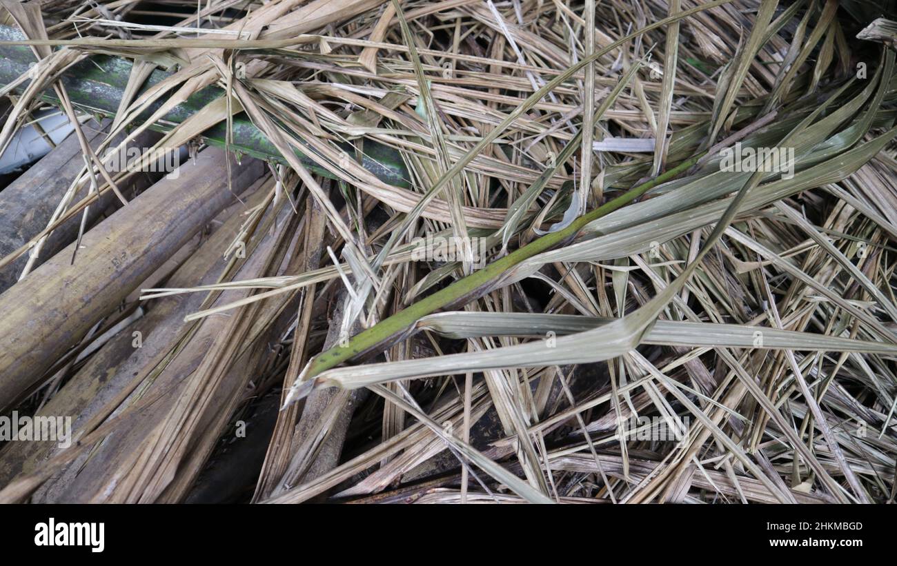 dry bamboo sticks Stock Photo - Alamy