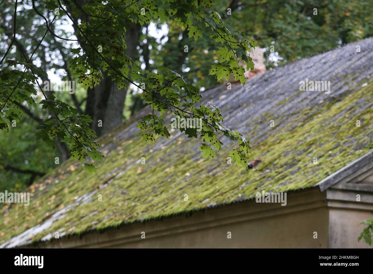 Tiled rooftop green tree hi-res stock photography and images - Alamy