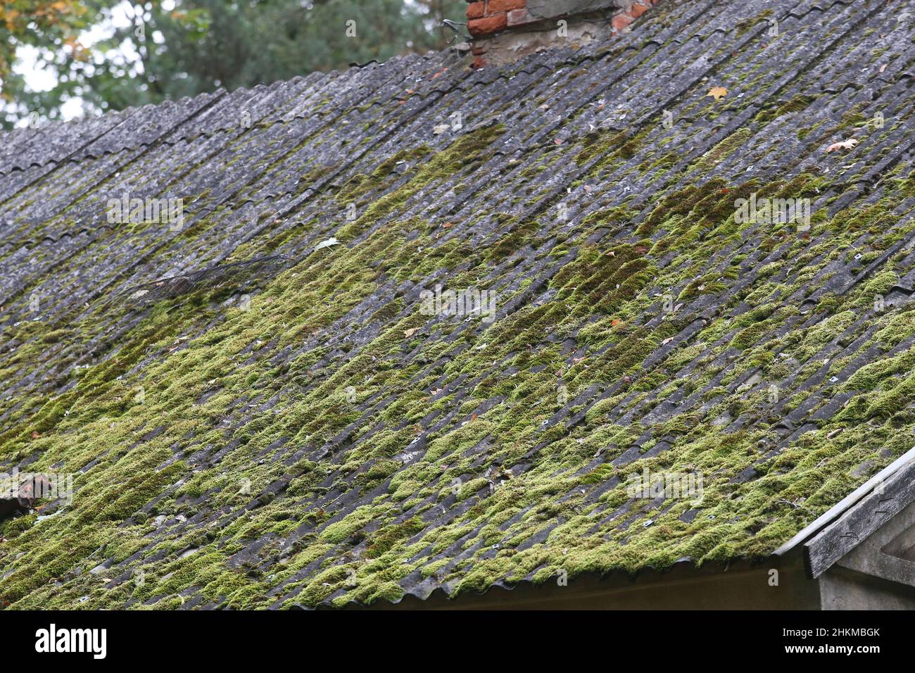 Green moss on slate roof tiles Stock Photo - Alamy