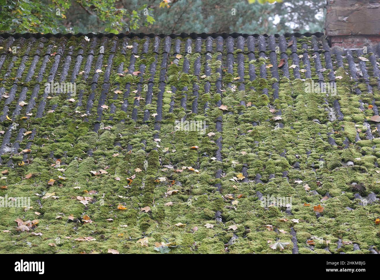 Green moss on slate roof tiles Stock Photo - Alamy