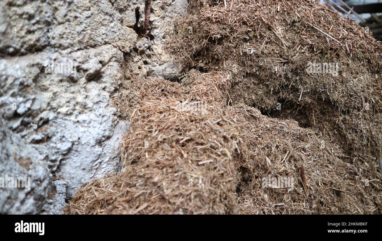 pile of wood waste Stock Photo - Alamy