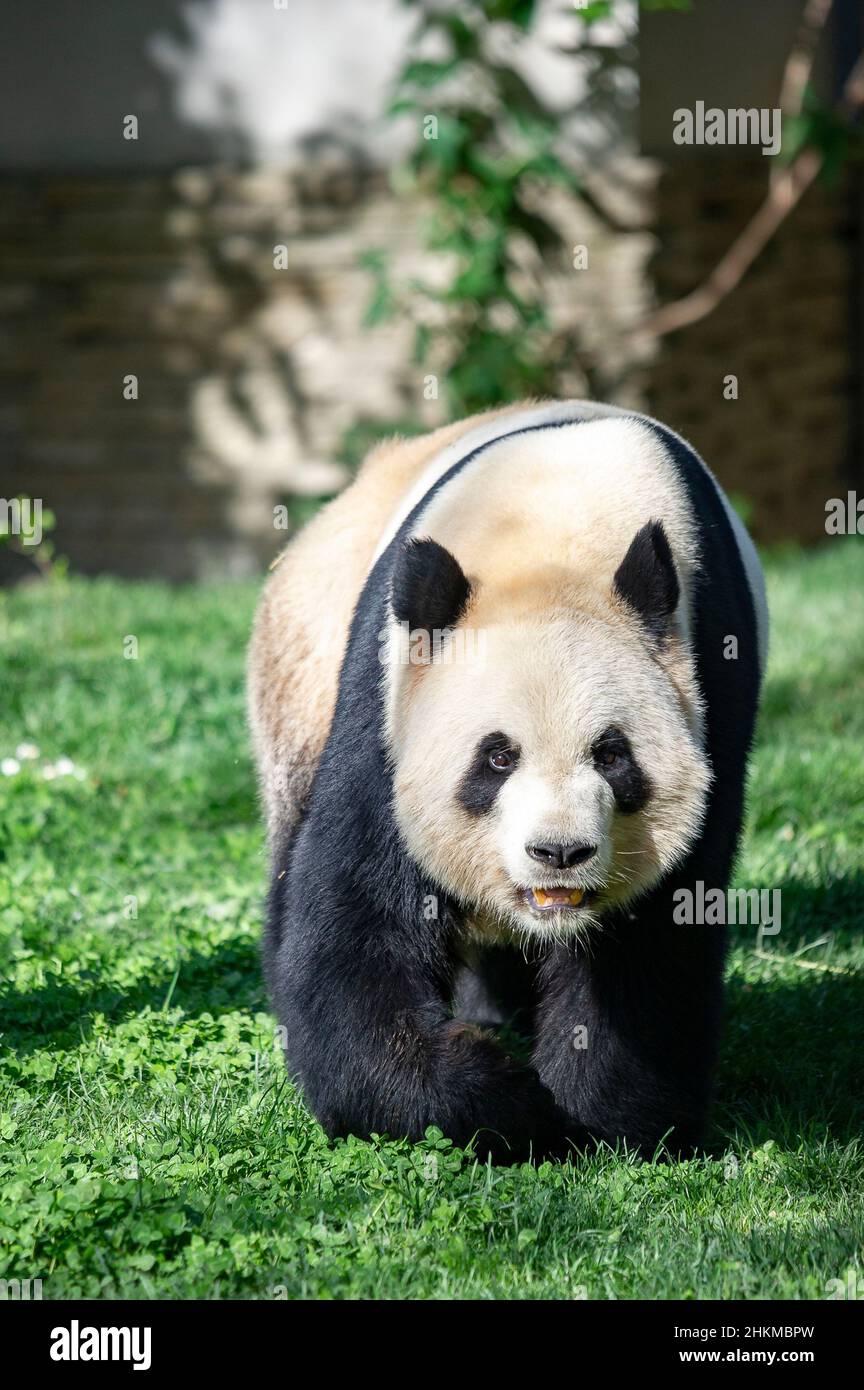 Panda bear, bred in captivity Stock Photo - Alamy