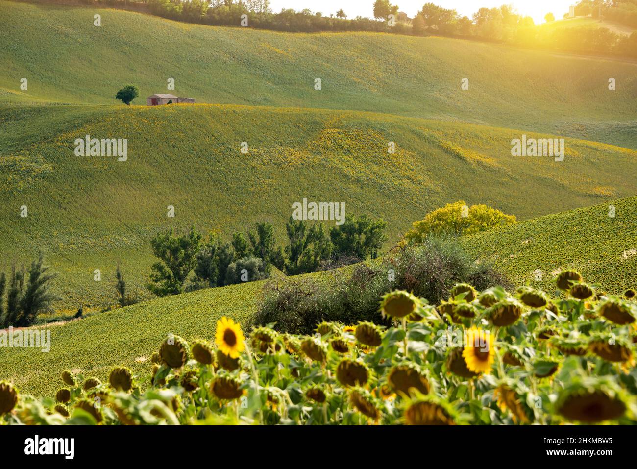 Sunflower fields in countryside with an old farm house Stock Photo - Alamy