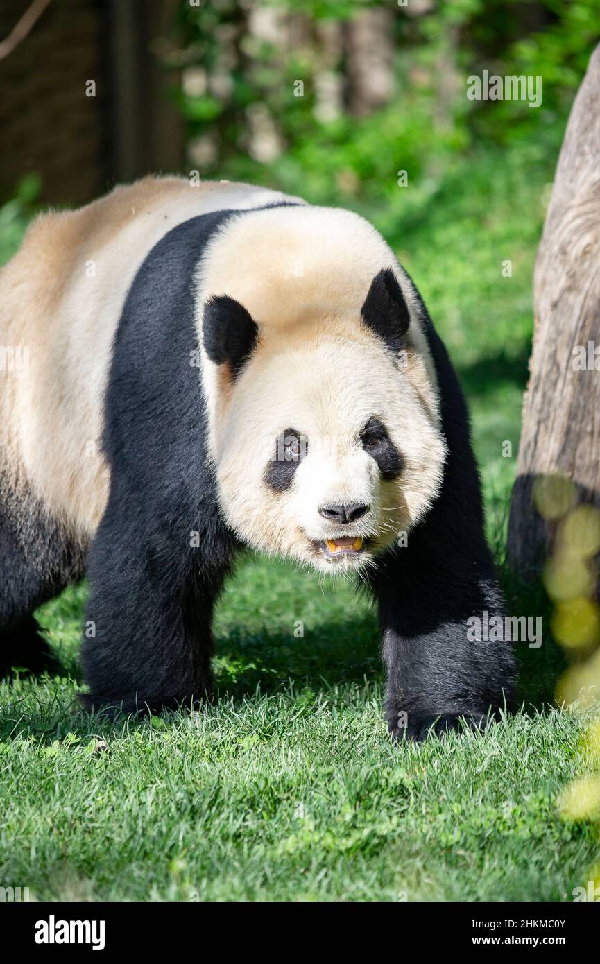 Female giant panda nature hi-res stock photography and images - Alamy
