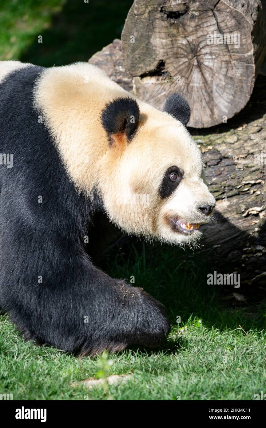 Panda bear, bred in captivity Stock Photo - Alamy