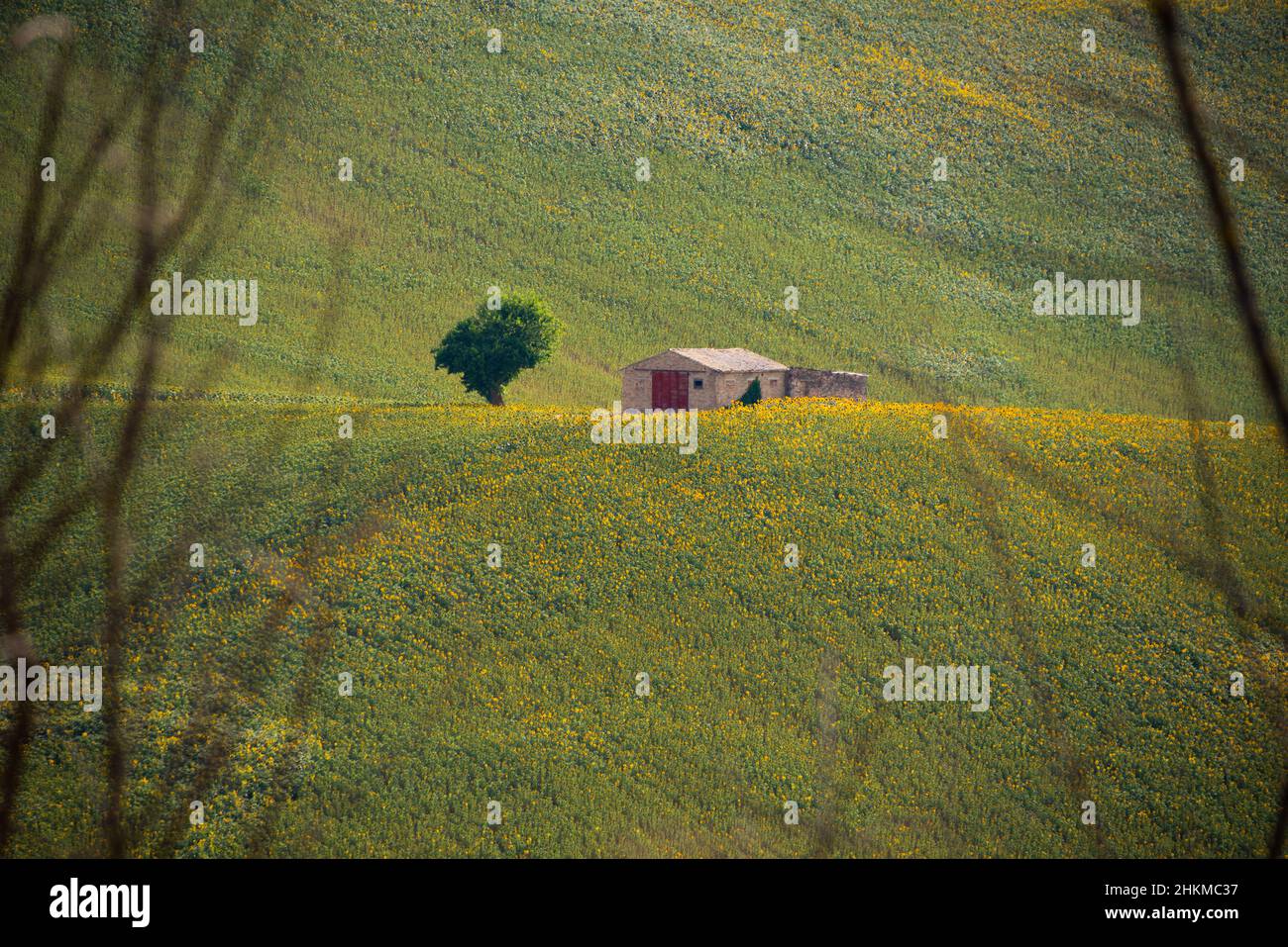 Sunflower fields in countryside with an old farm house Stock Photo - Alamy