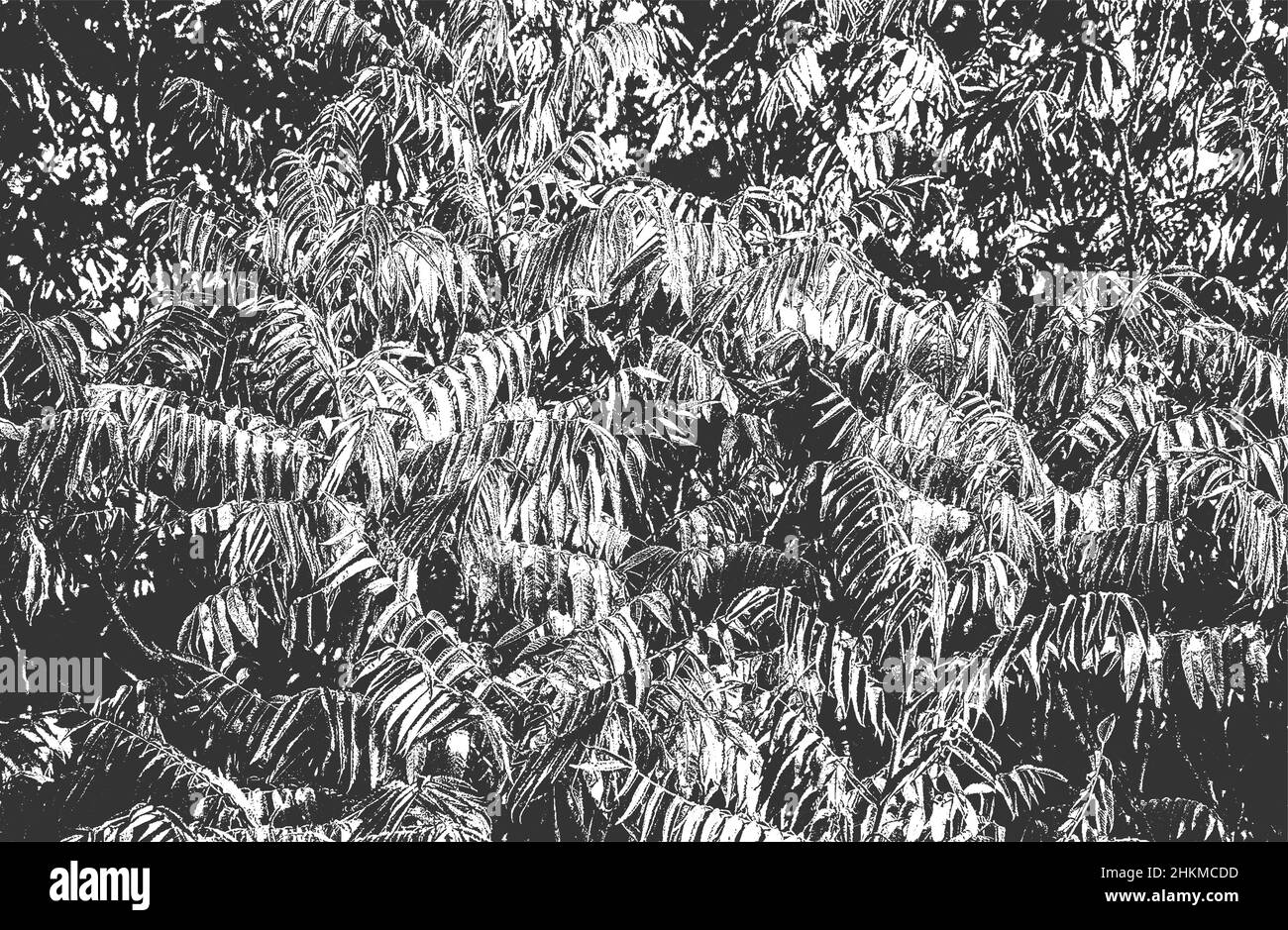Distressed overlay texture of bean pods, plant stems, dry leaves ...