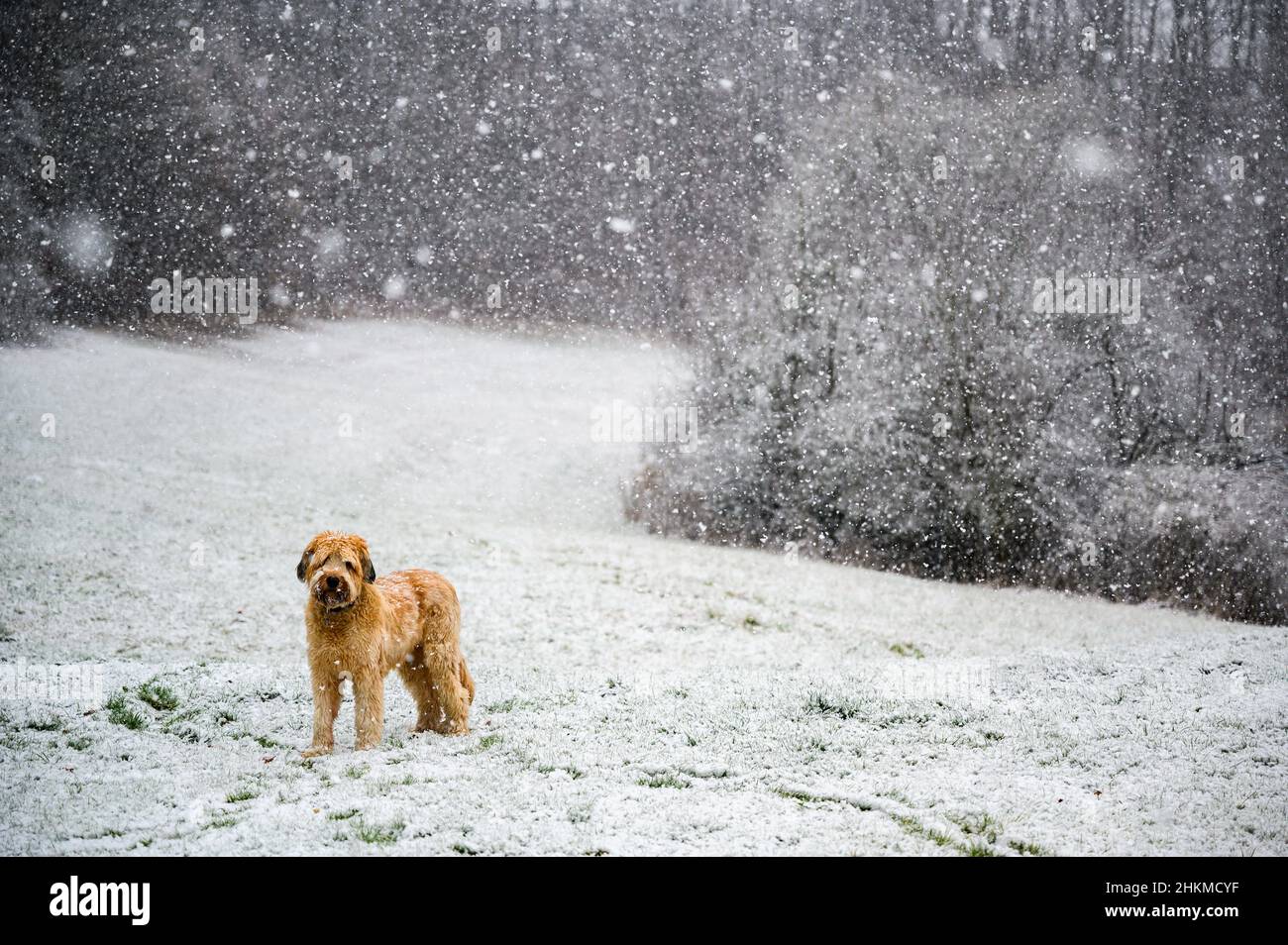 Dog briard (french shepherd) standing on meadow in heavy snowfall and ...