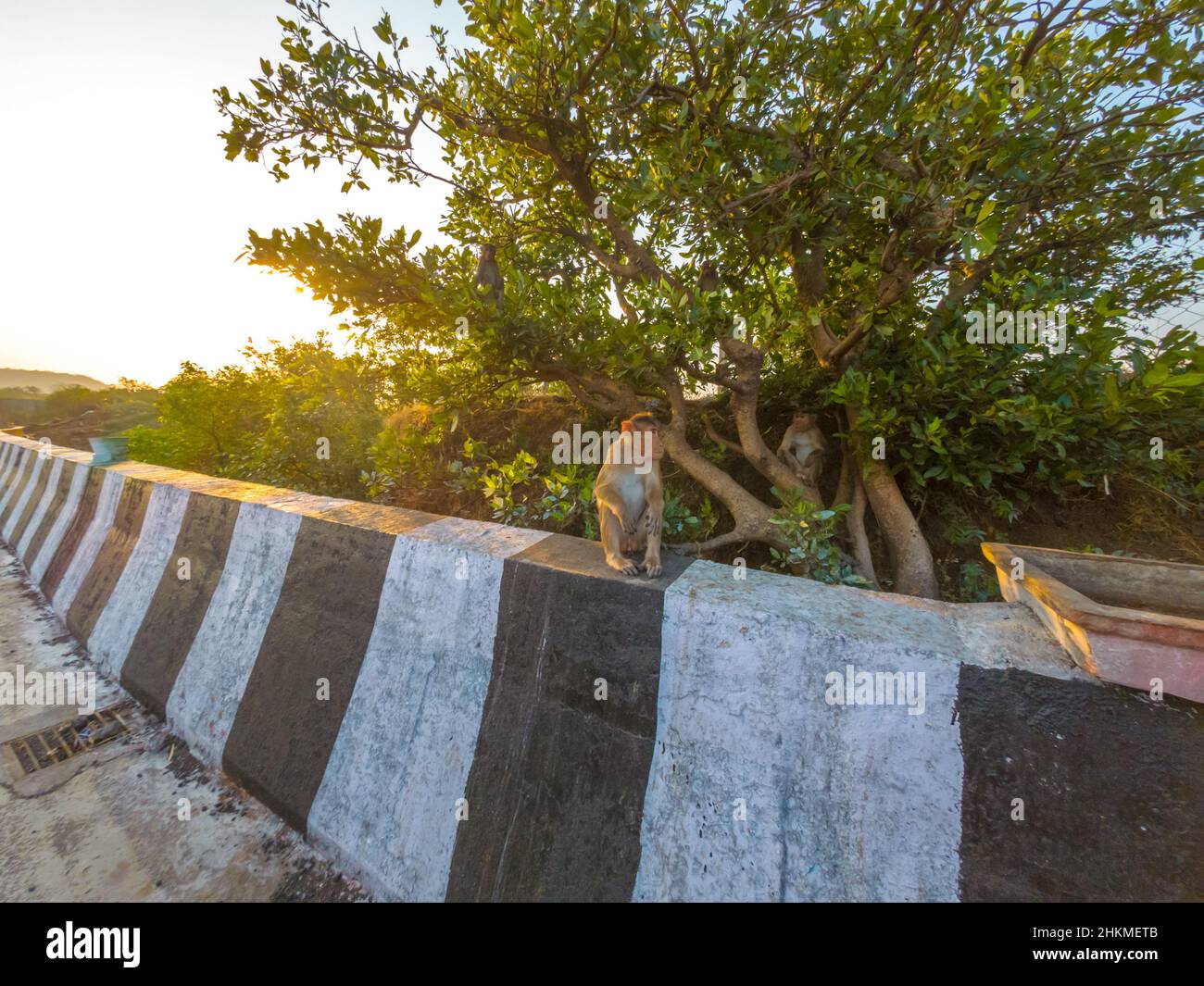 Monkey seating at barrier in Lonavala Maharashtra India Stock Photo - Alamy
