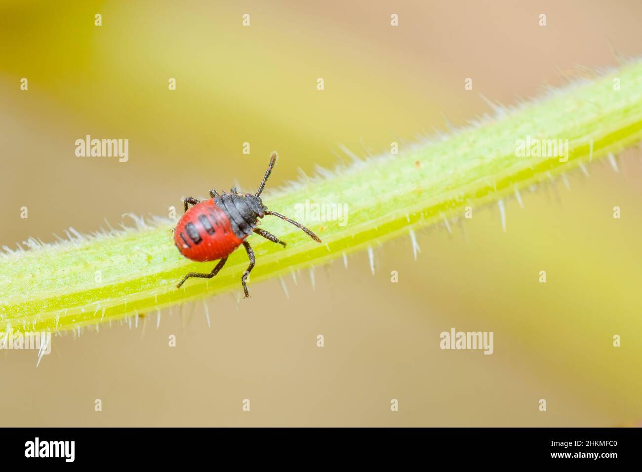 Red colored spotted insect known as nymph of stink bug on the vine of ...