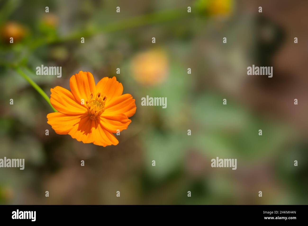 Orange colored cosmos flower with blurry background for backdrop Stock ...
