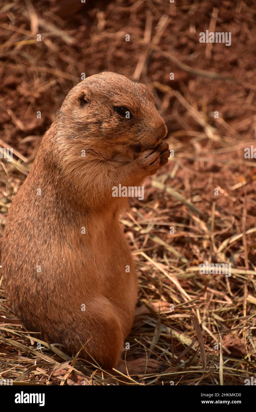Very cute black tailed prairie dog with his paws near his mouth Stock ...