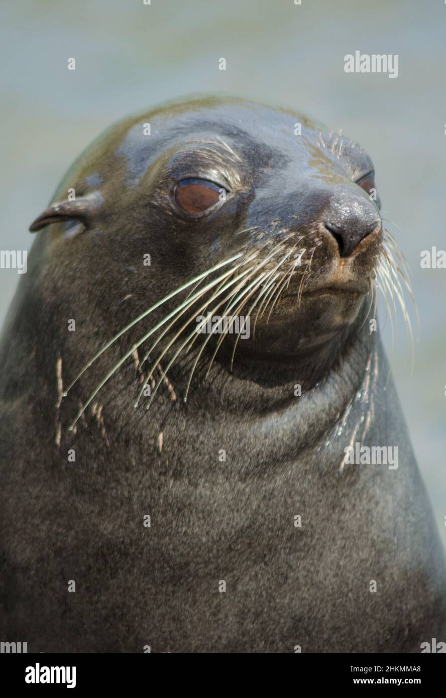 Majestic seal hi-res stock photography and images - Alamy