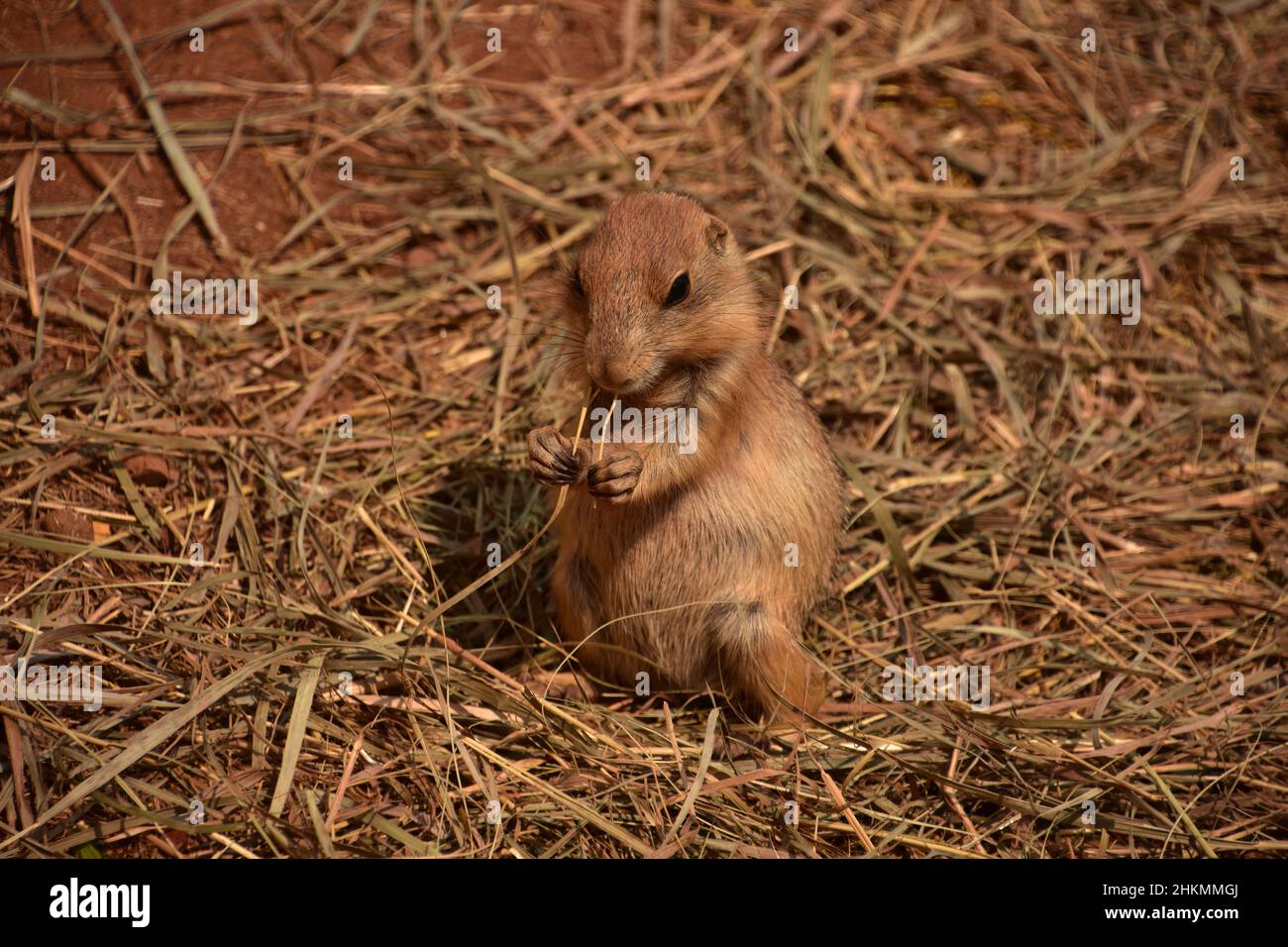 Very cute baby black tailed prairie dog sitting up on his haunches ...