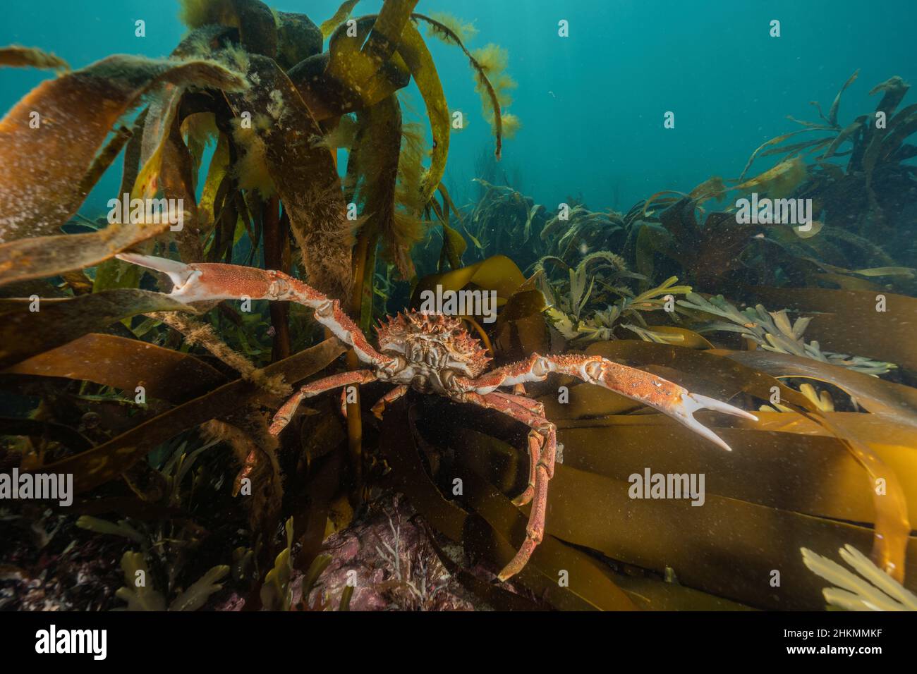 A Spider Crab guards its area from an approaching diver Stock Photo - Alamy