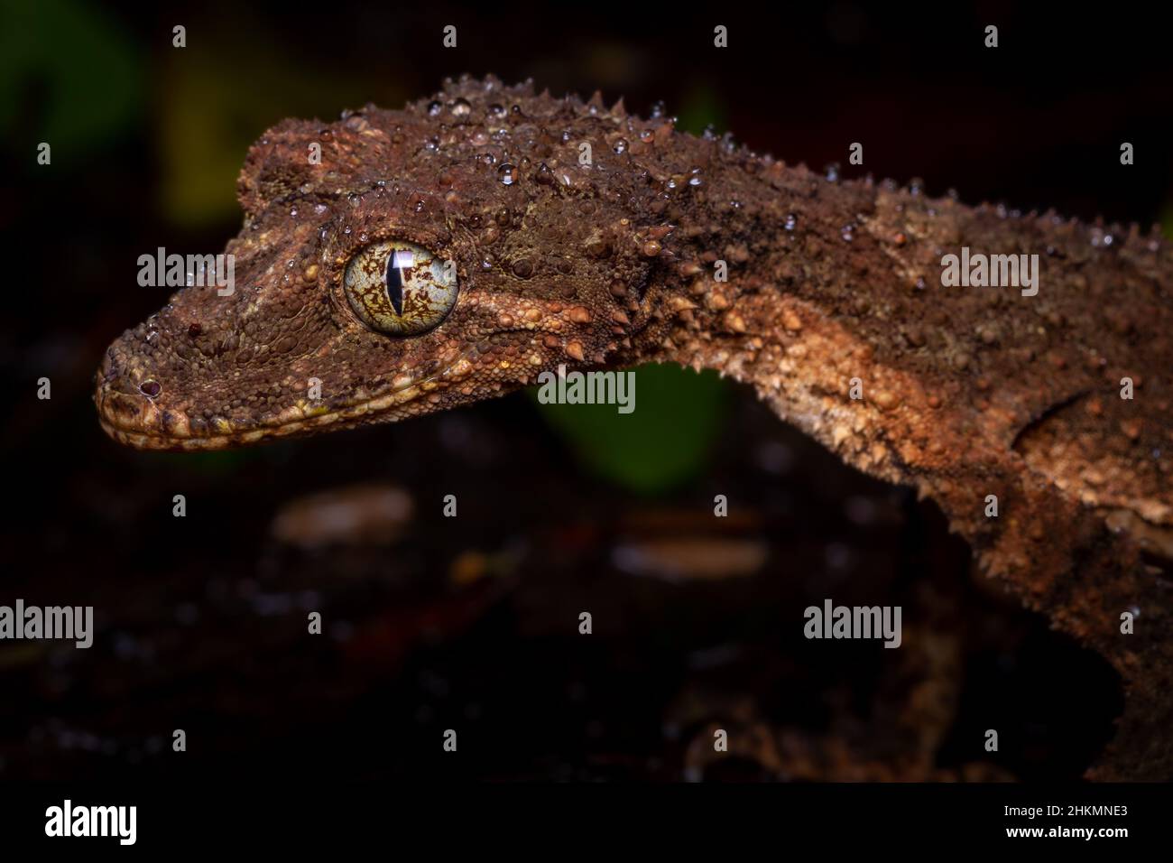 Tail of a gecko hi-res stock photography and images - Alamy