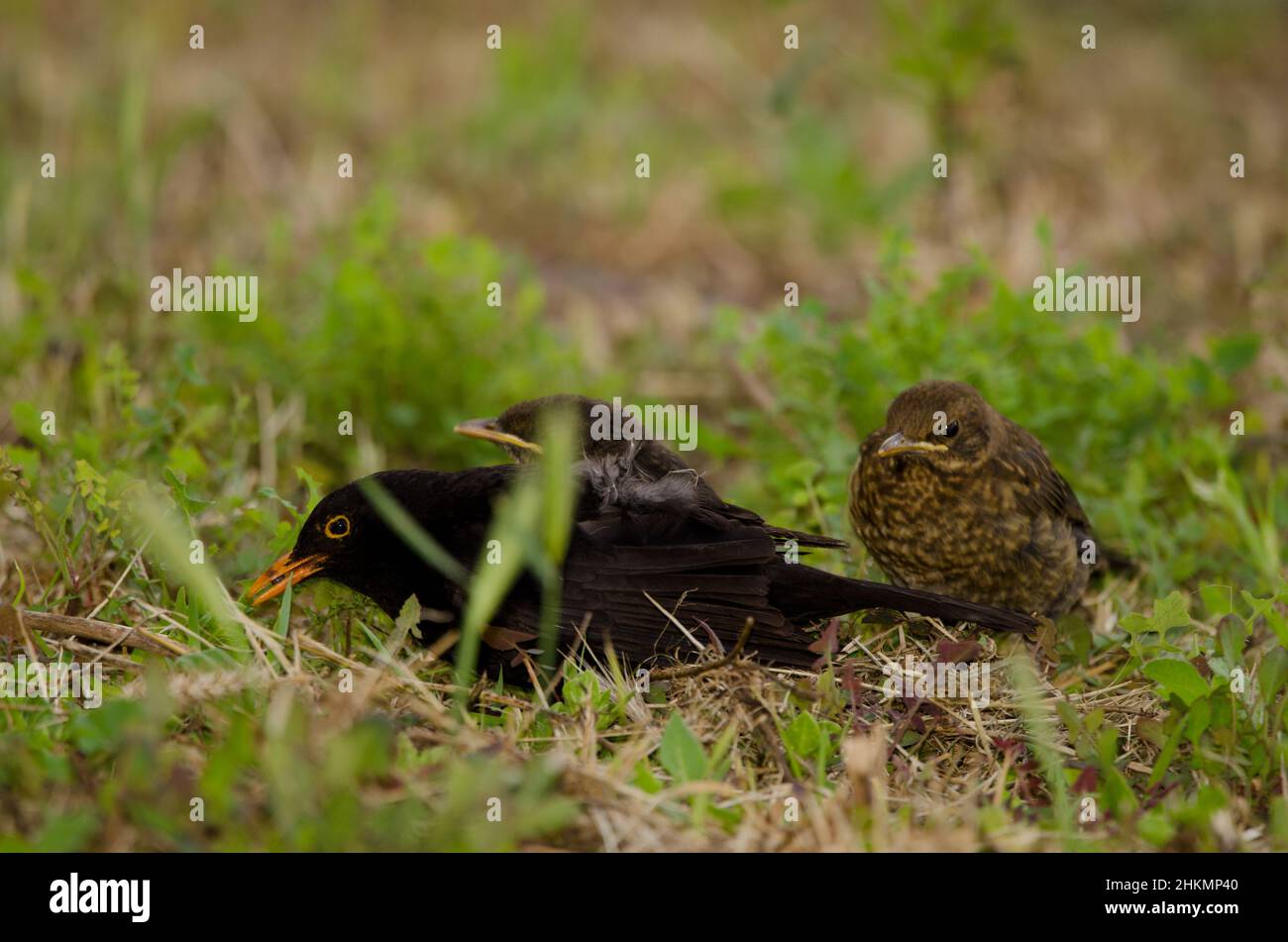 Common blackbirds Turdus merula cabrerae. Male with a woodlouse as food ...