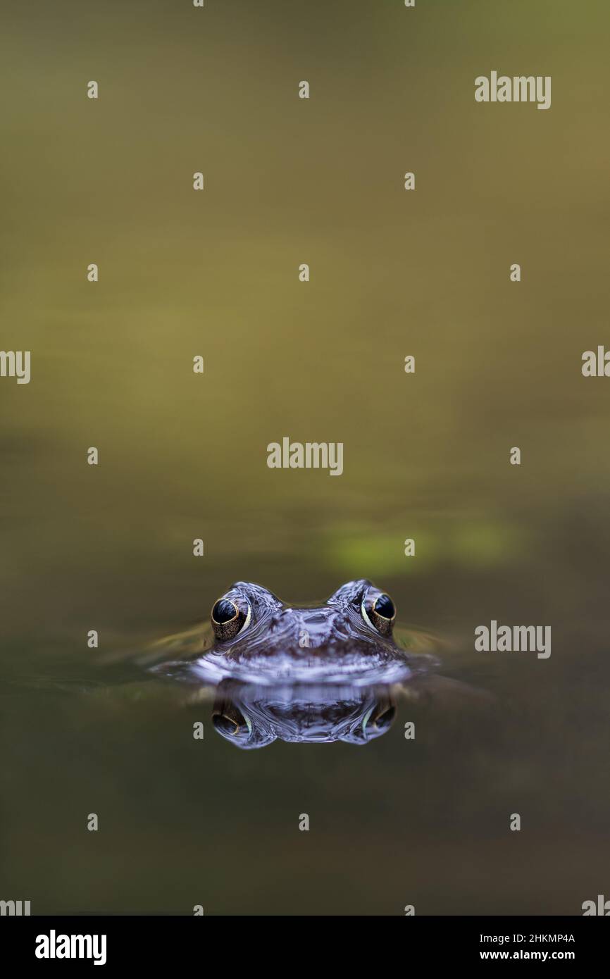Vertical shot of a toad peeking out from a lake Stock Photo - Alamy