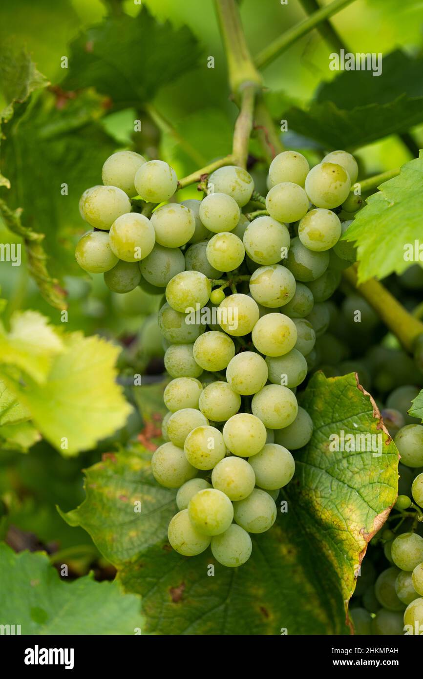 Vertical of a bunch of green grapes and leaves growing in a vineyard ...