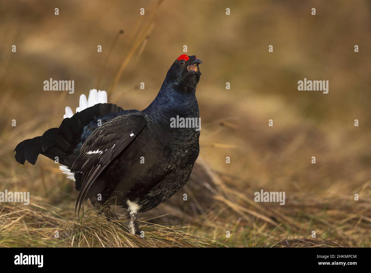 Black grouse nest hi-res stock photography and images - Alamy