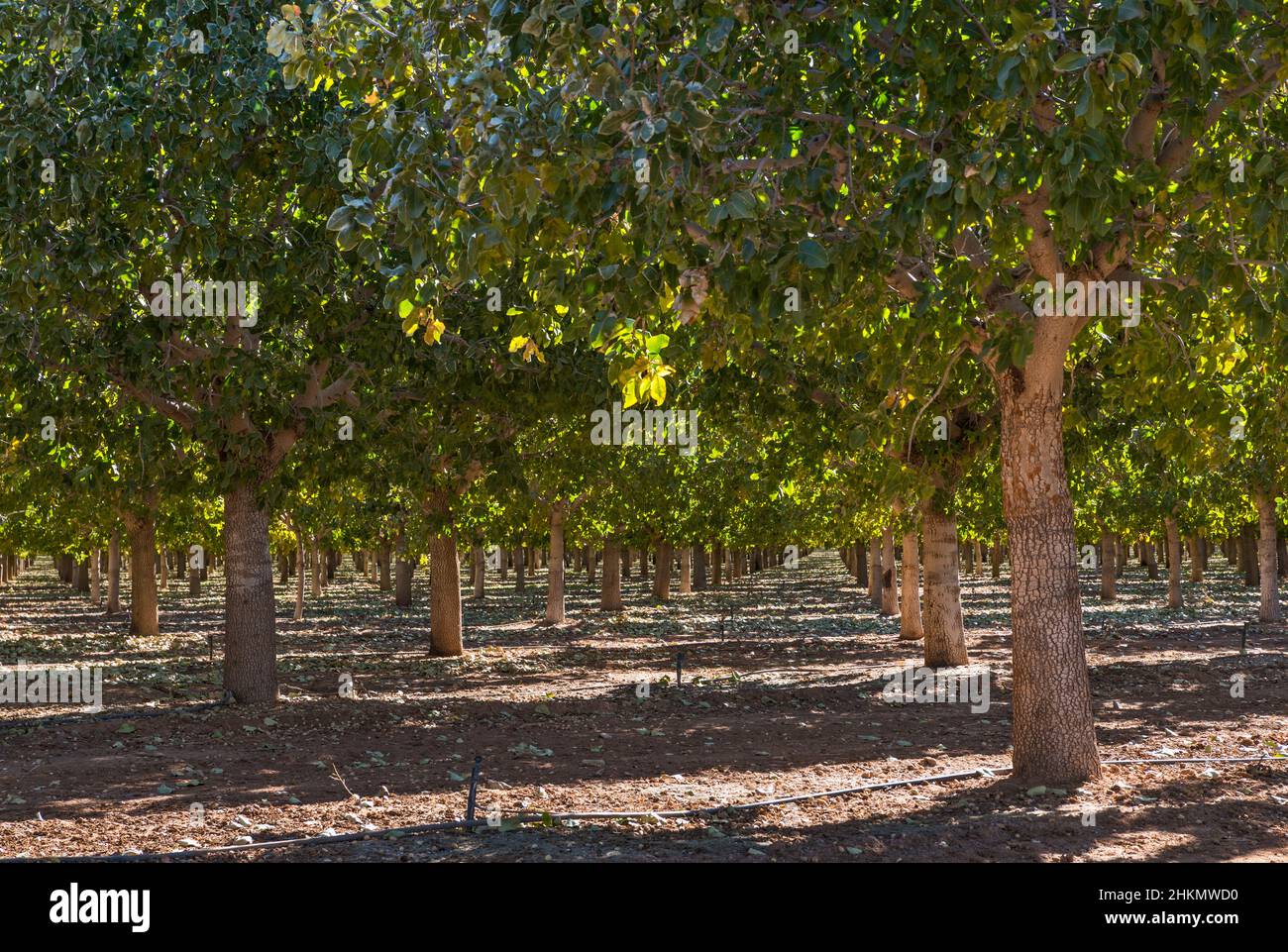 Pistachio orchard in Chihuahuan Desert, near Bowie, Arizona, USA Stock ...
