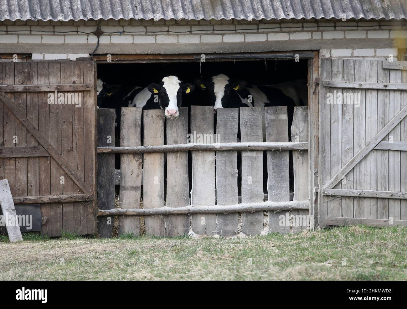 Calves in black and white behind the barn door in an old farm in ...