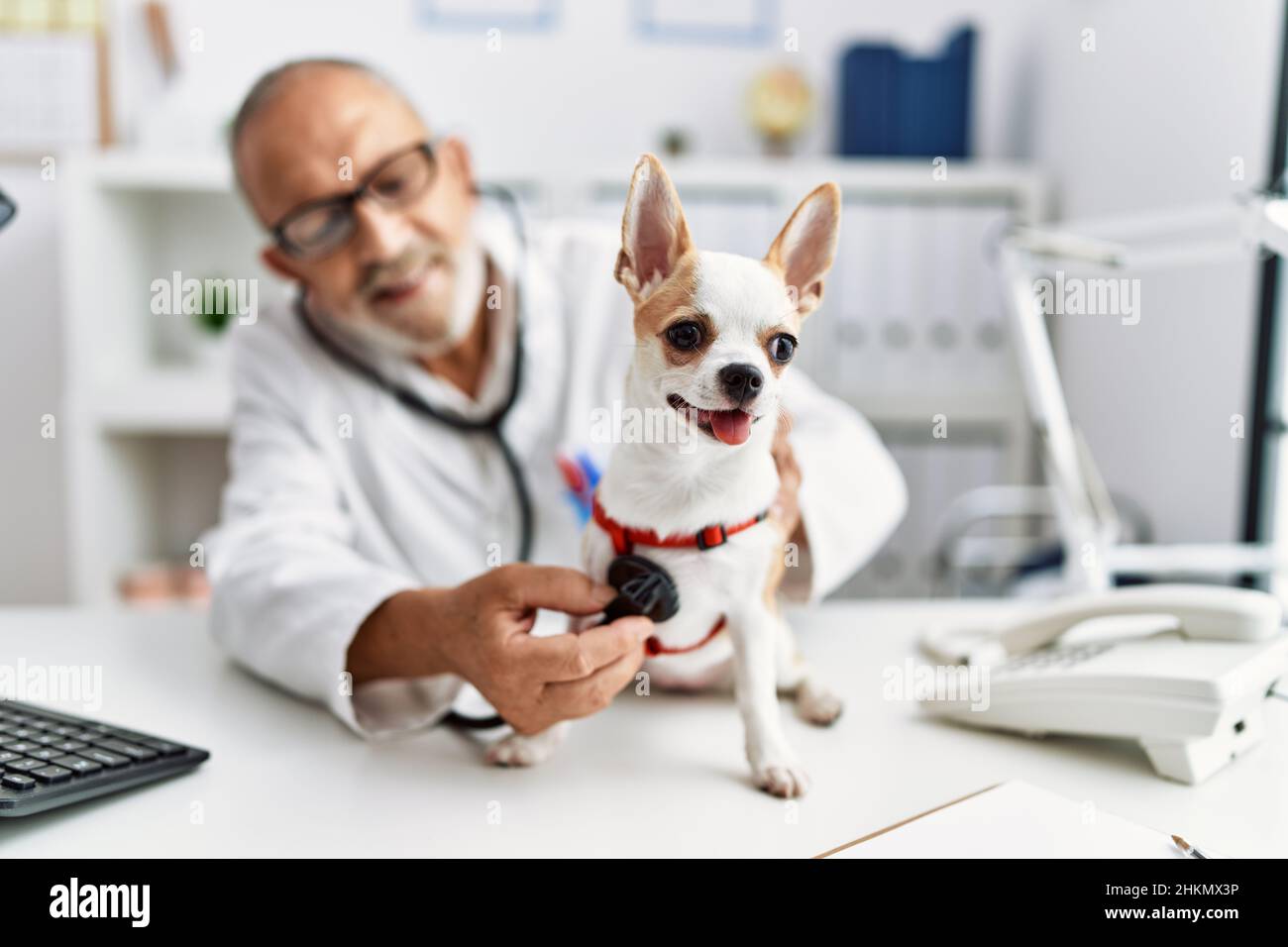 Senior grey-haired man wearing veterinarian uniform examining chihuahua ...